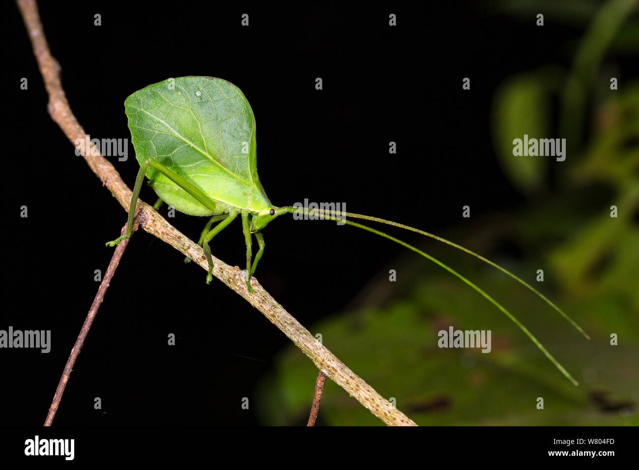 Cricket insect basin hi-res stock photography and images - Alamy