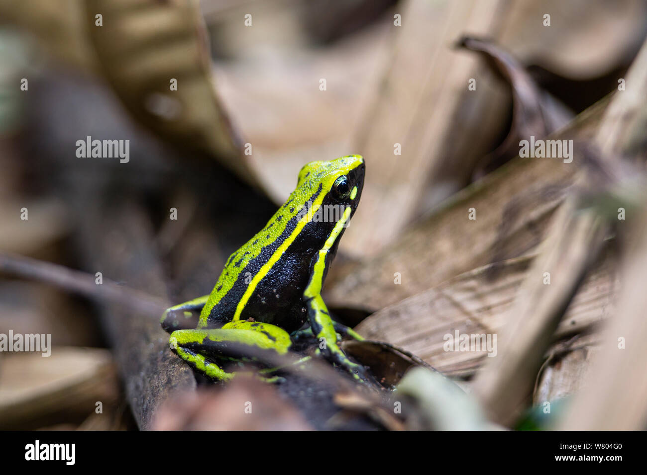 Poison dart frog amazon hi-res stock photography and images - Alamy