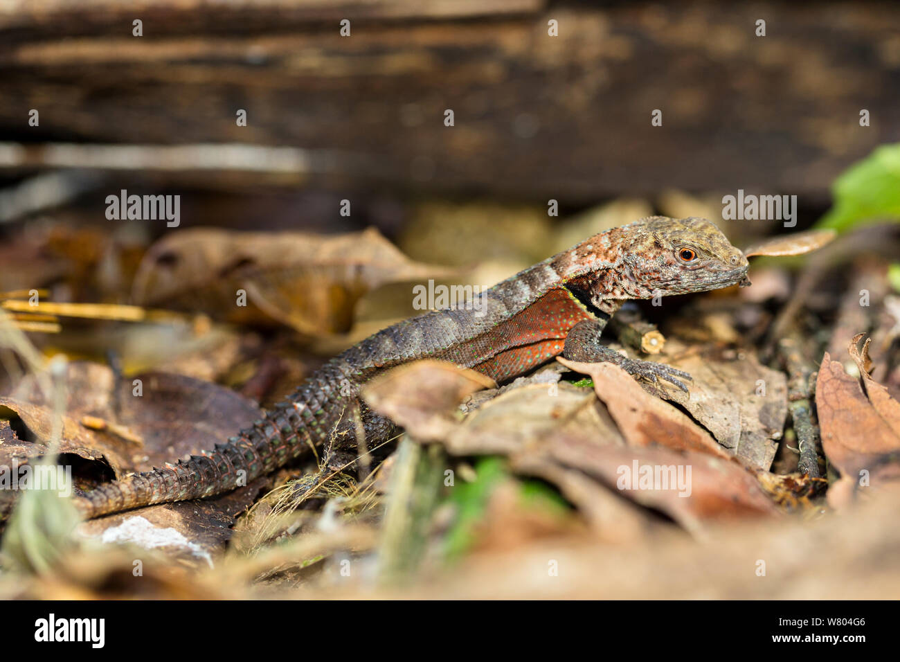 Iguana (Tropidurus sp.) on rainforest floor, Panguana Reserve, Huanuco ...