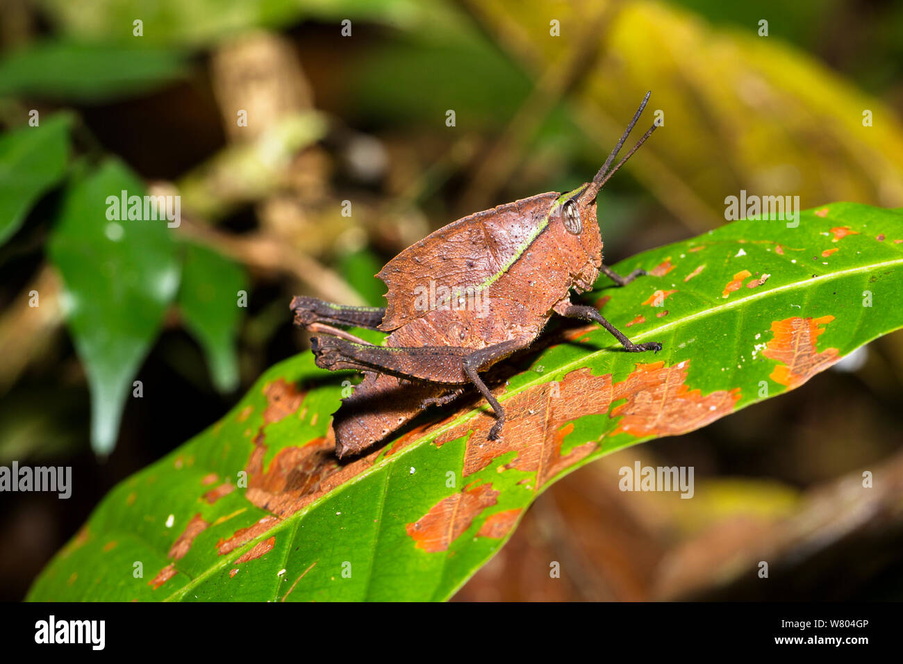 Leaf mimic cricket, Panguana Reserve, Huanuca province, Amazon basin ...