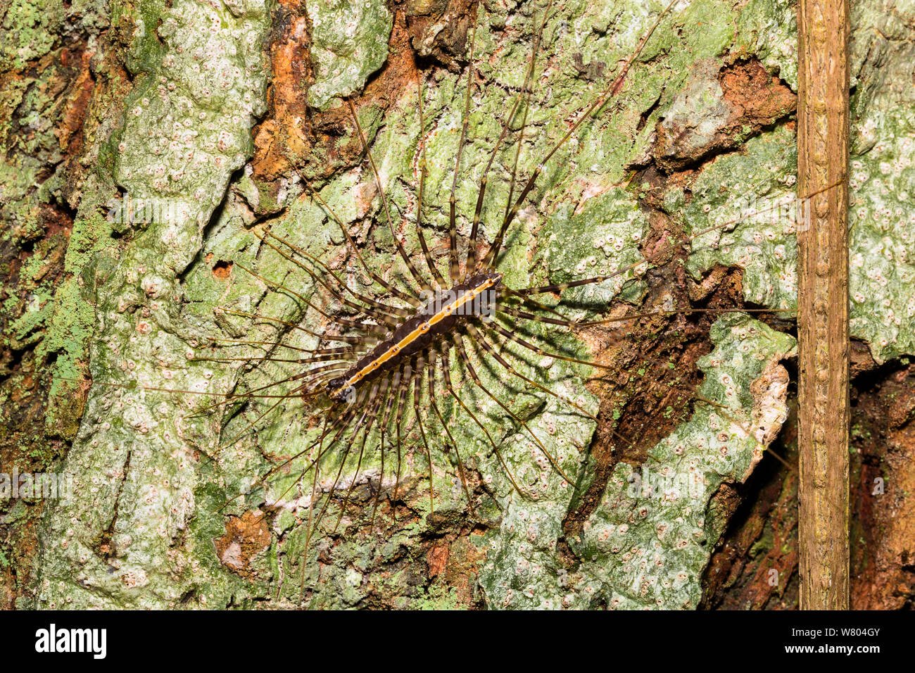 Rainforest centipede hi-res stock photography and images - Alamy