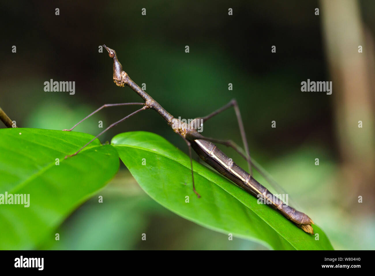 Tropical rainforest stick insect hi-res stock photography and images ...