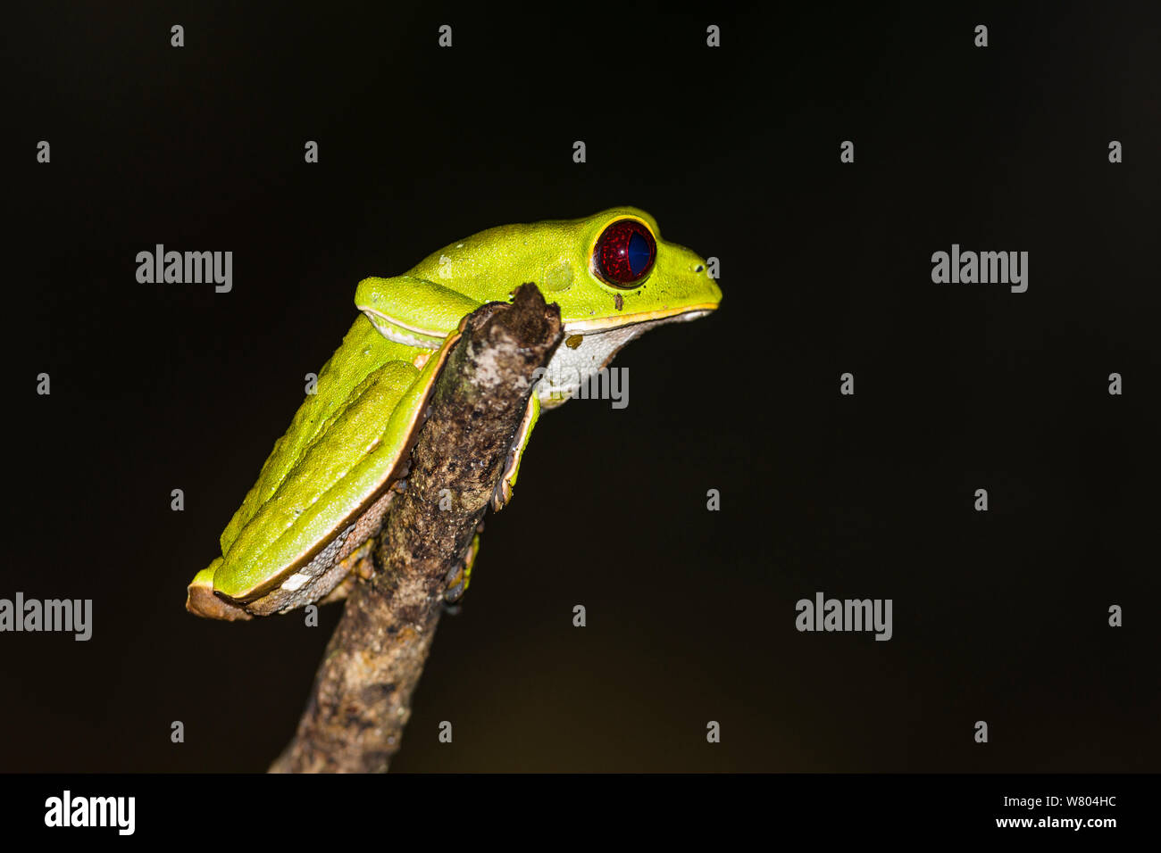 Tarsier leaf frog (Phyllomedusa tarsius) Panguana Reserve, Huanuco ...