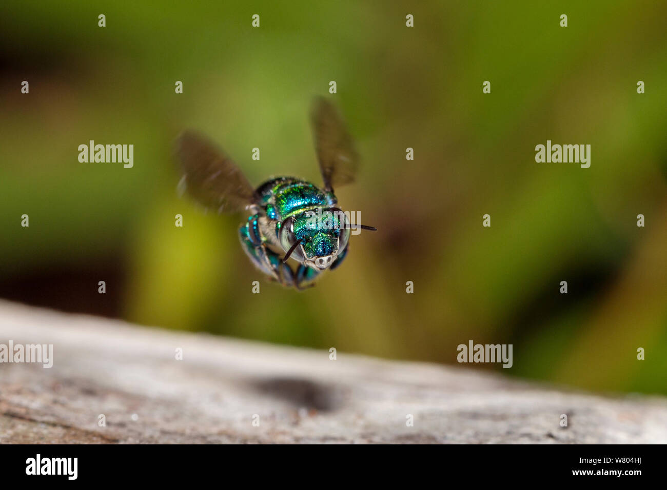 Orchid bee ( Euglossa sp.) in flight, Panguana Reserve, Huanuco ...