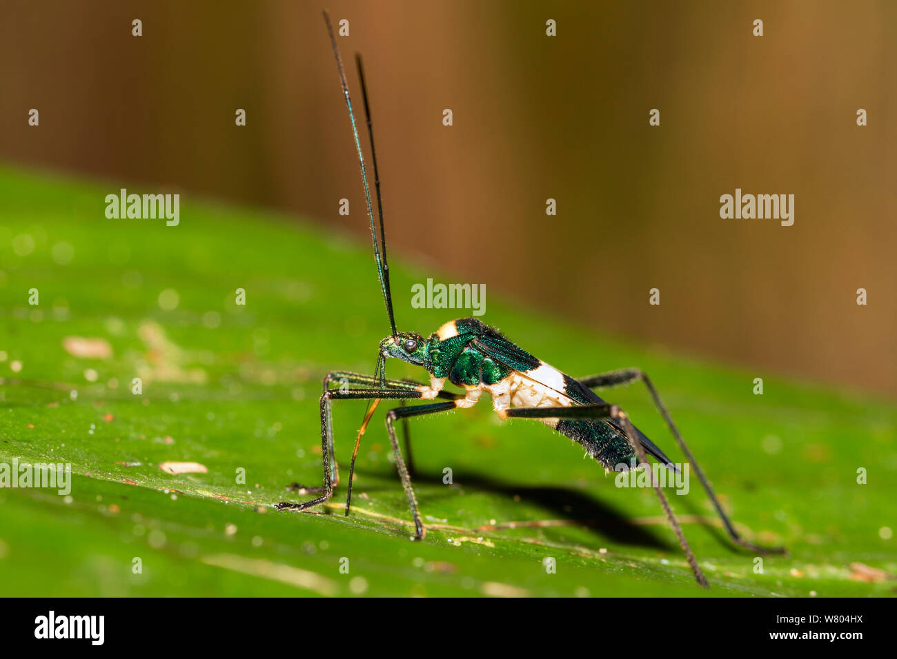 Bug (Nematopus sp) rainforest, Panguana Reserve, Huanuco province ...