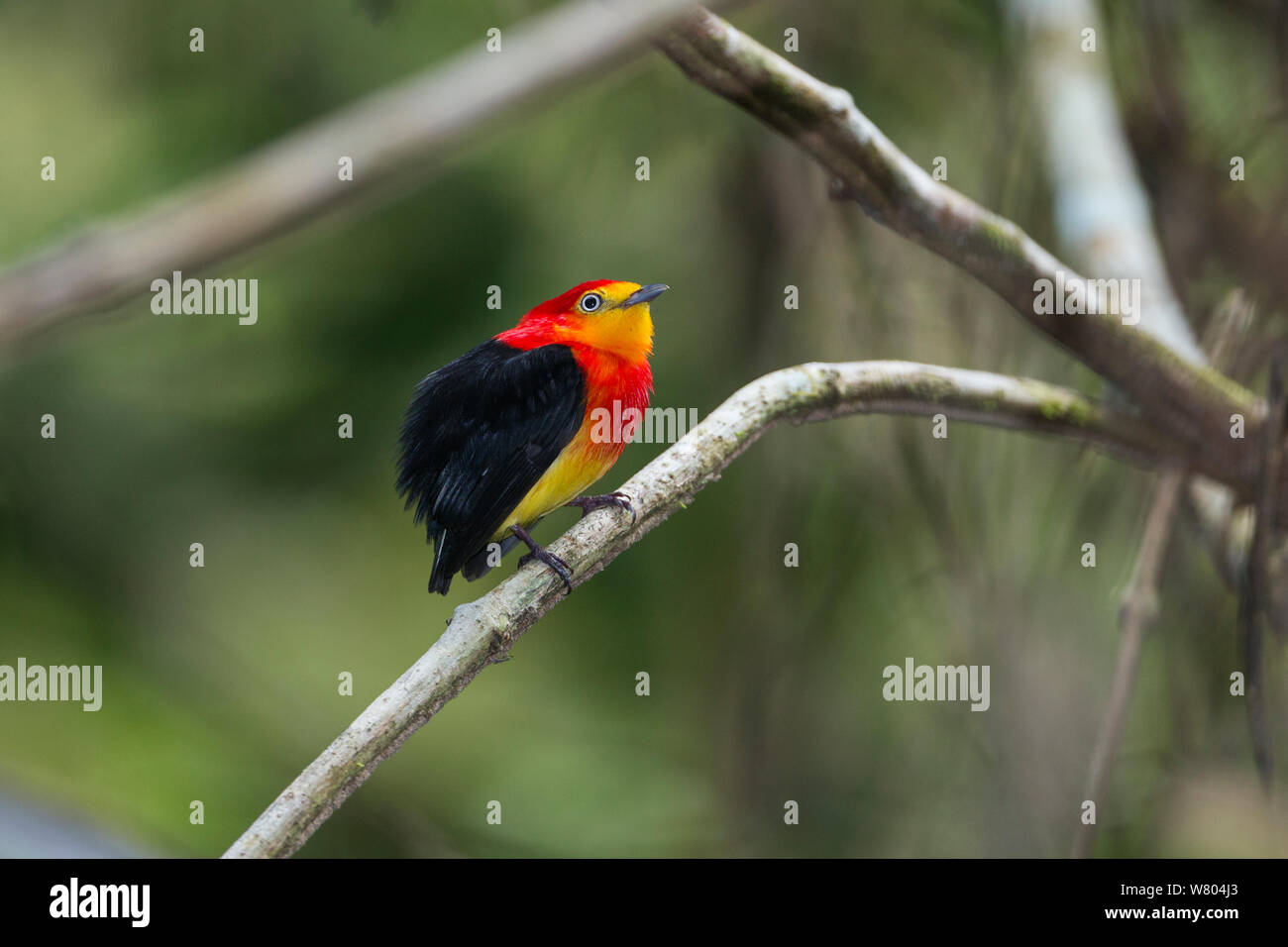 Band-tailed manakin (Pipra fasciicauda) male, Panguana Reserve, Huanuca ...