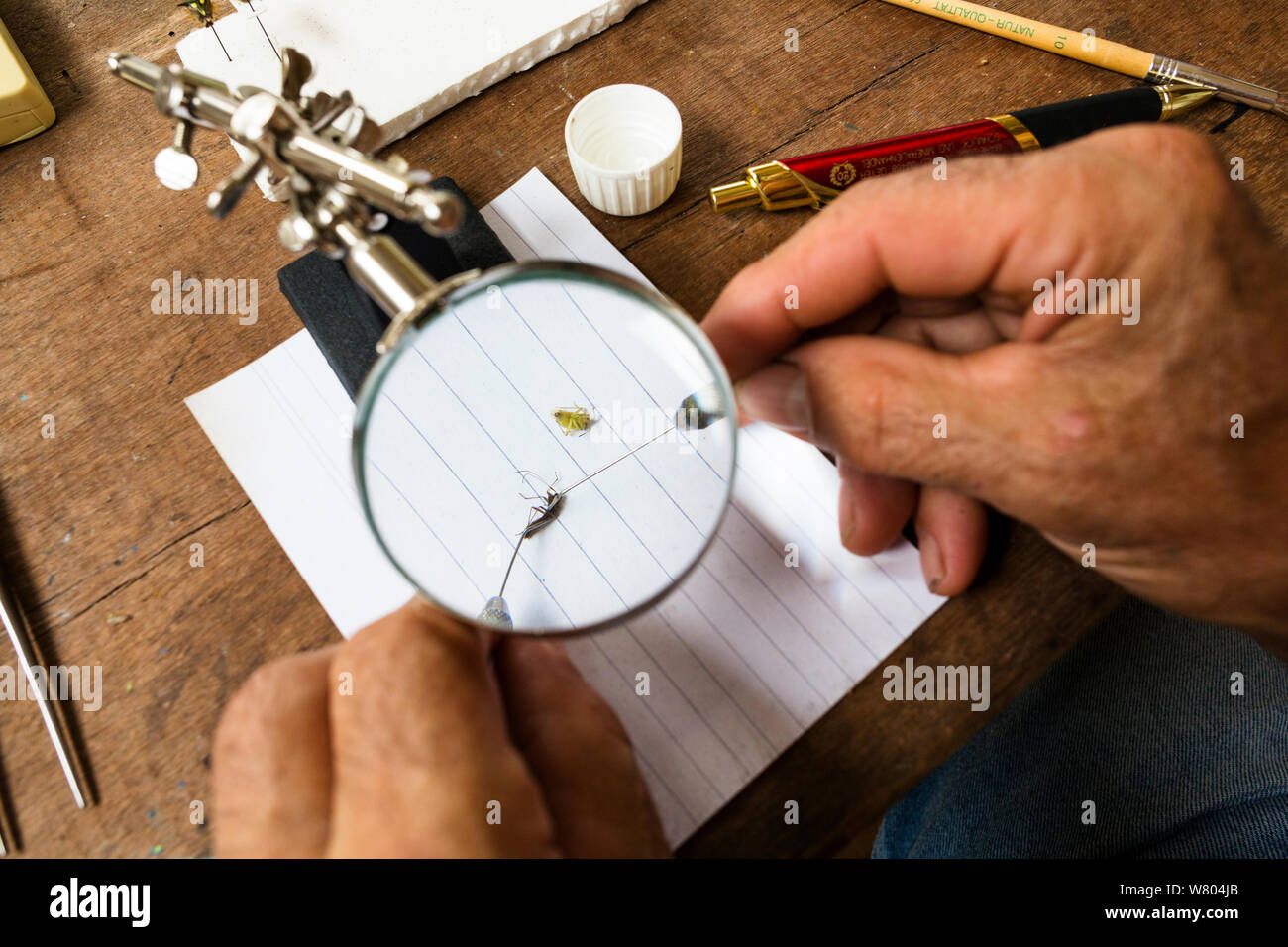 Scientist studying insects in rainforest, Panguana Reserve, Huanuco ...