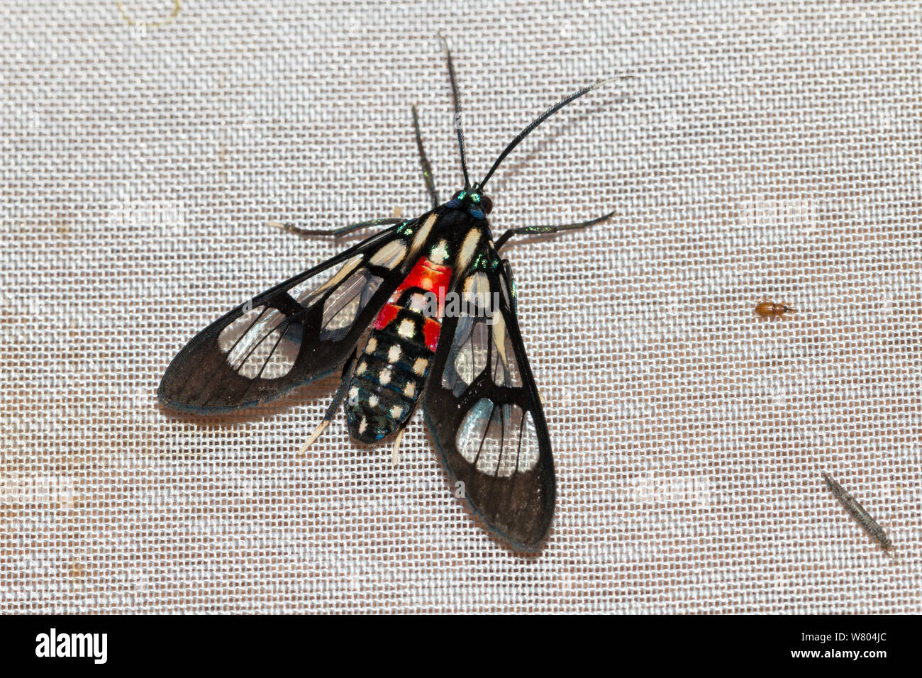 Cosmosoma regia hi-res stock photography and images - Alamy