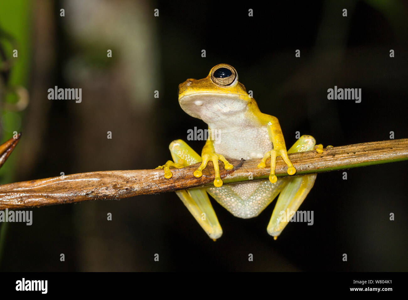 Banded frog hi-res stock photography and images - Alamy