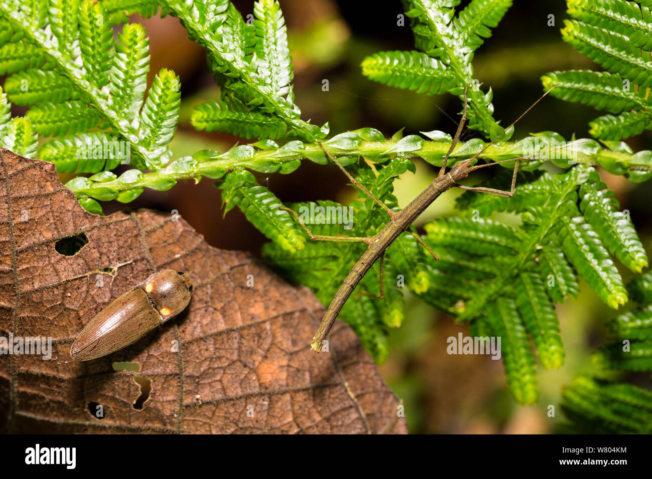 Pyrophorus hi-res stock photography and images - Alamy