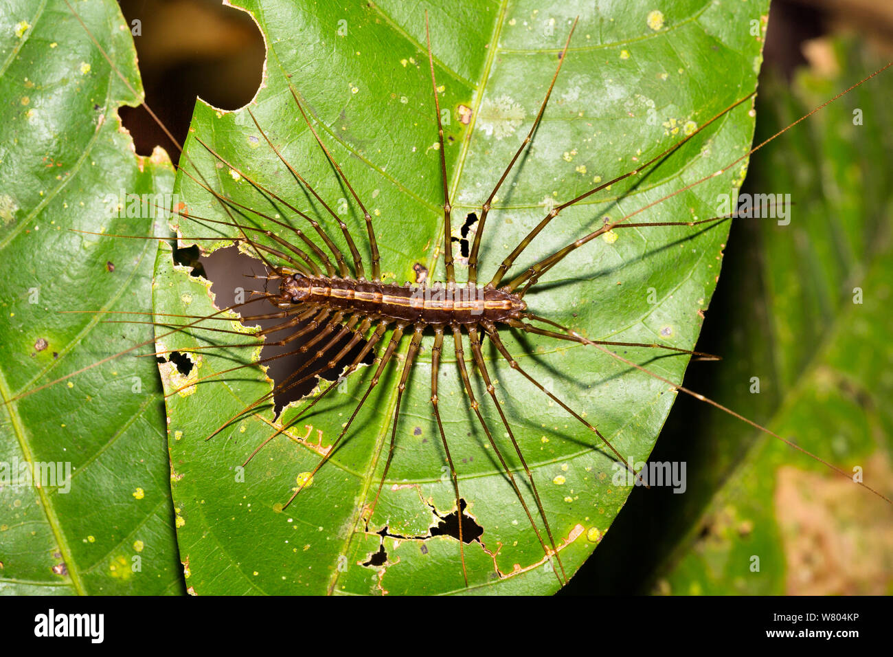 Rainforest centipede hi-res stock photography and images - Alamy