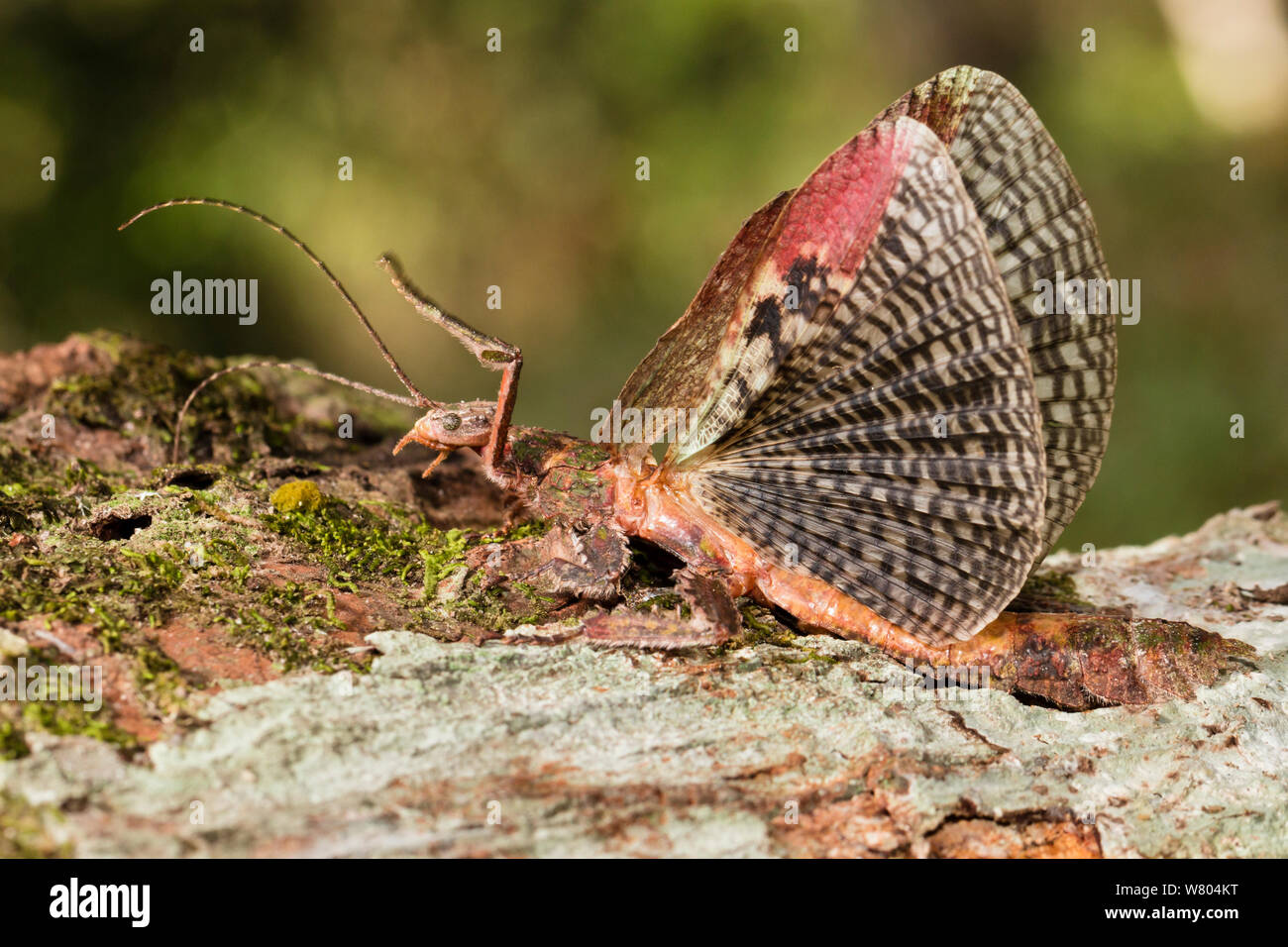 Stick insect (Prisopus sp.) female with wings spread, Panguana Reserve ...