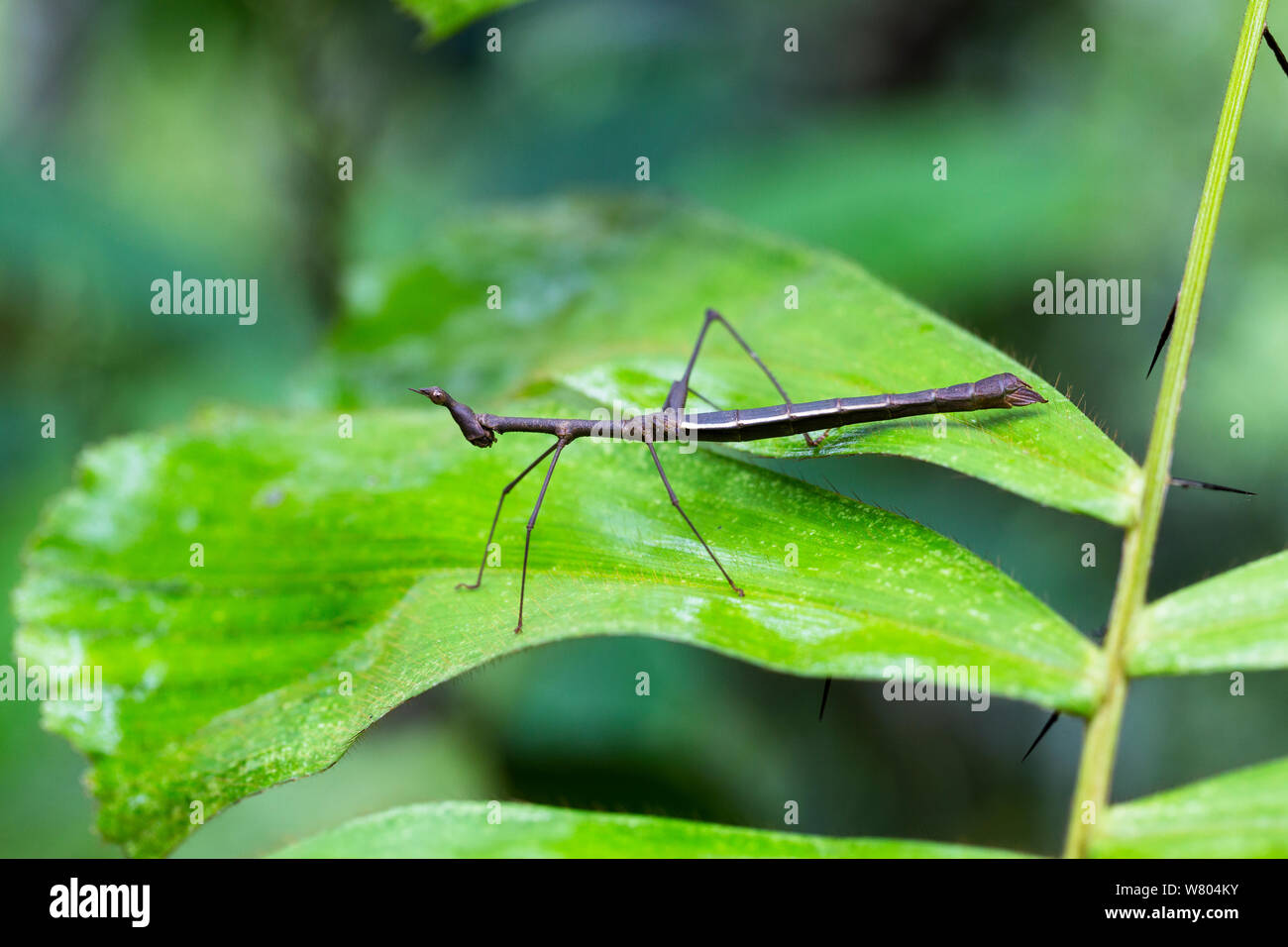 Tropical rainforest stick insect hi-res stock photography and images ...