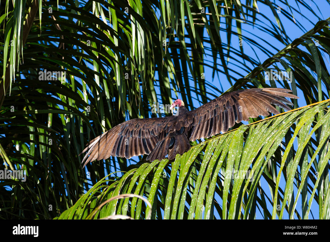 Turkey vulture (Cathartes aura) with wings outstreched in palm tree ...