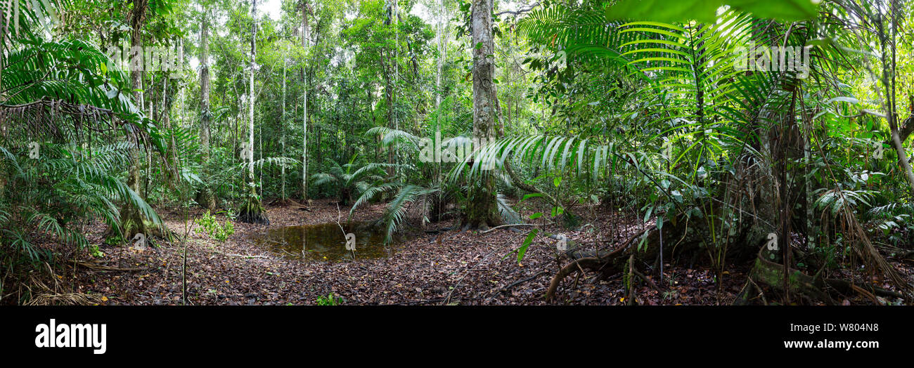 Lowland rainforest, Panguana Reserve, Huanuco province, Amazon basin ...