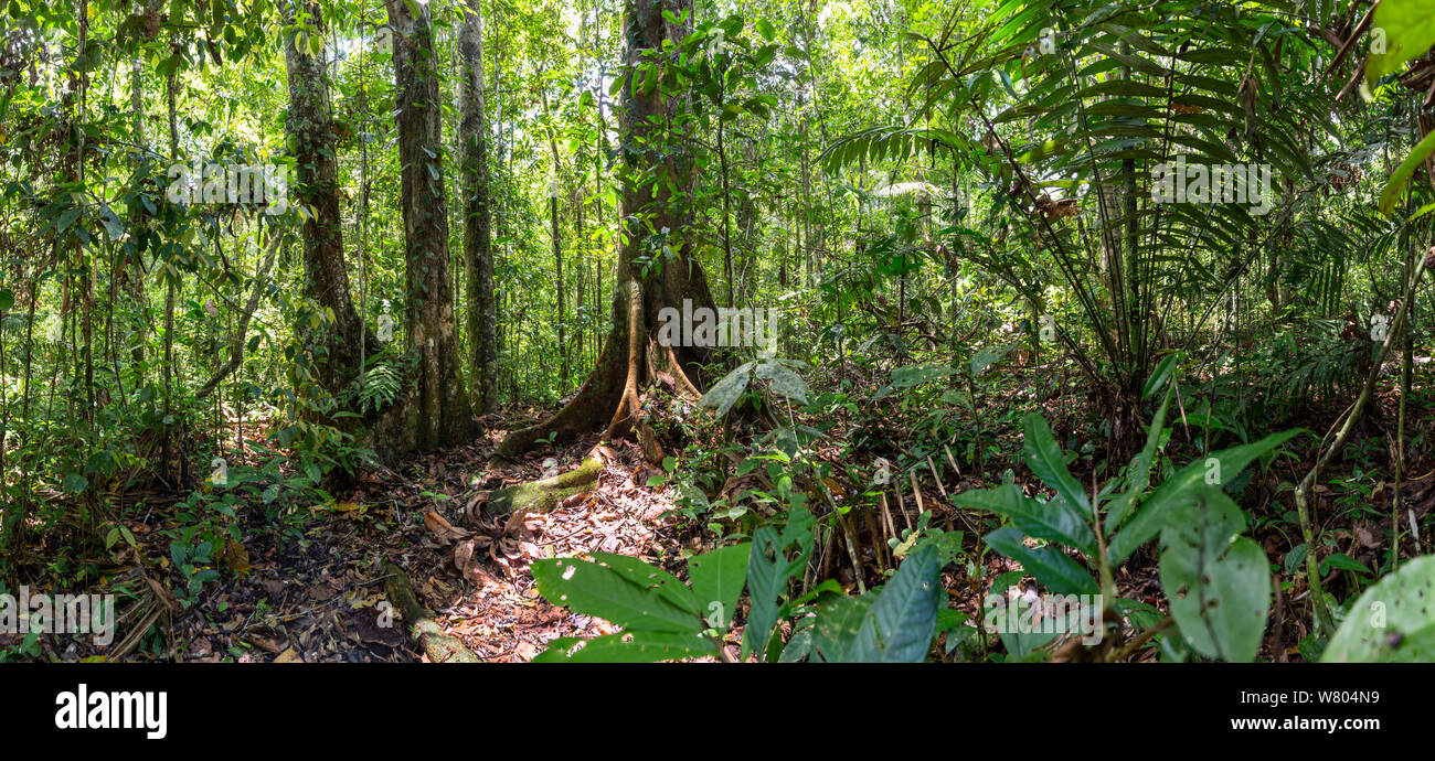 Lowland rainforest, Panguana Reserve, Huanuco province, Amazon basin ...