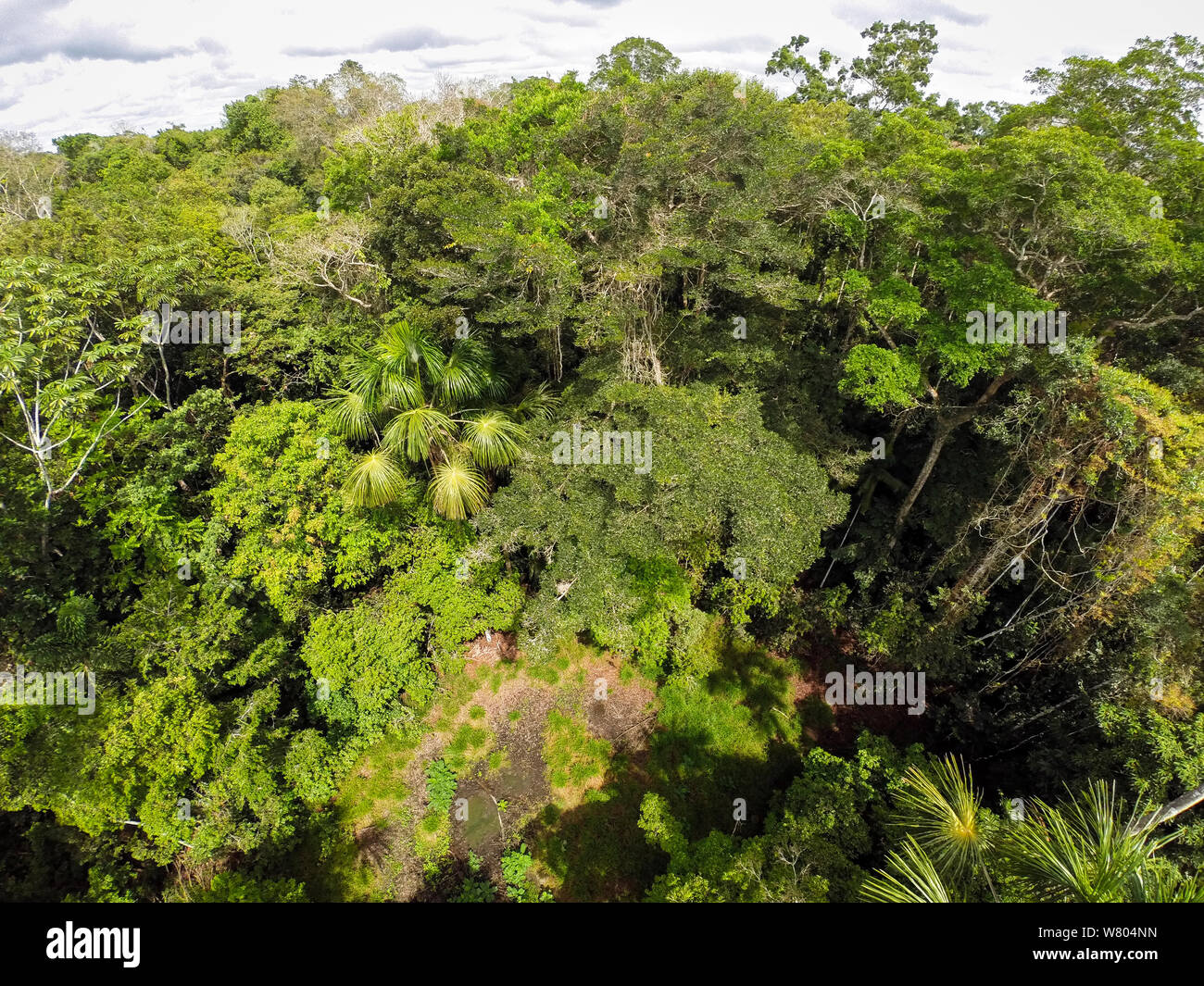 Lowland rainforest landscape viewed from above the canopy, Panguana ...