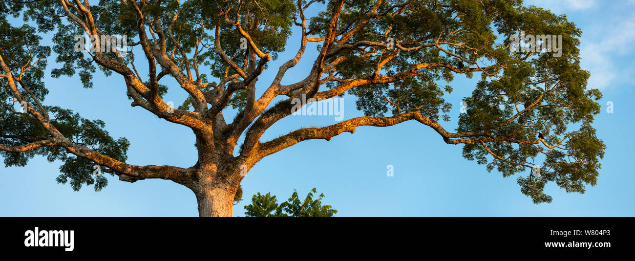 Chorisia tree hi-res stock photography and images - Alamy