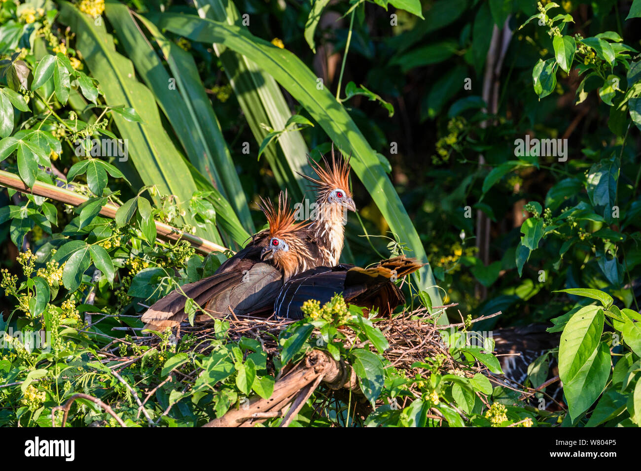 Hoatzin bird hi-res stock photography and images - Alamy