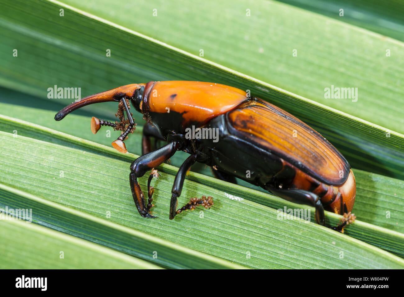Weevil side profile hi-res stock photography and images - Alamy