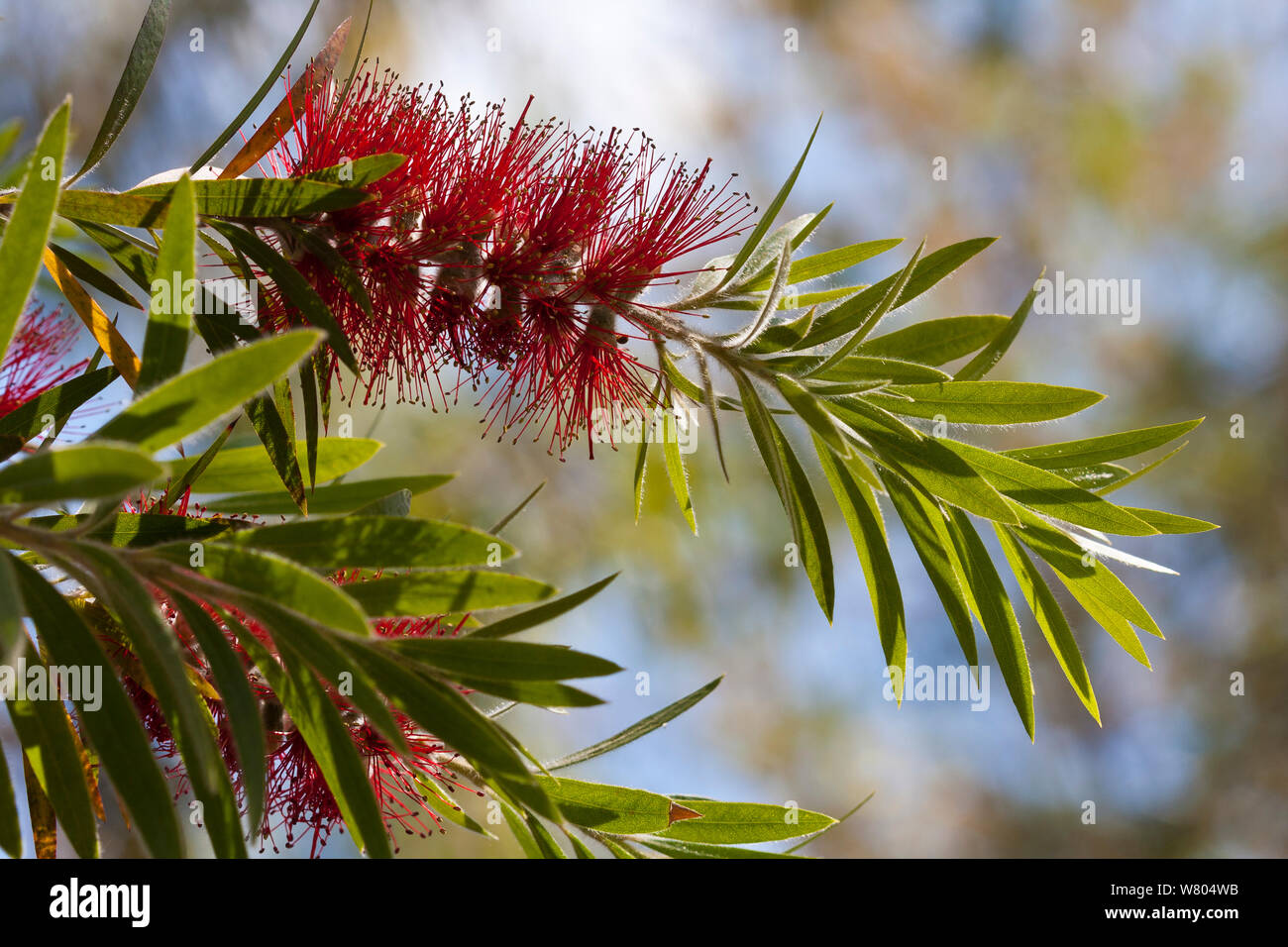 Weeping bottlebrush tree (Callistemon viminalis) cultivated plant ...