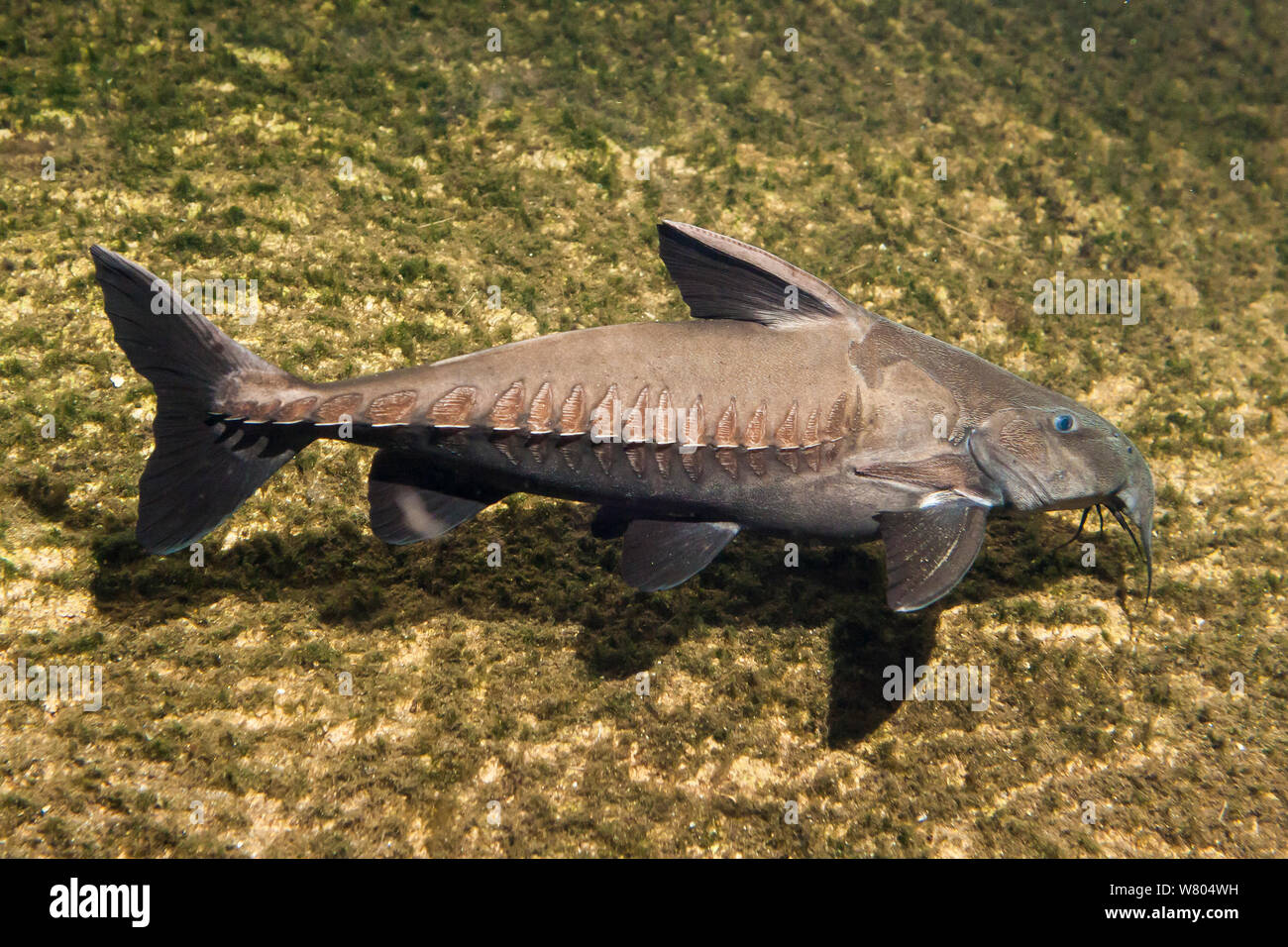 Ripsaw catfish (Oxydoras niger) captive, occurs in South America Stock ...