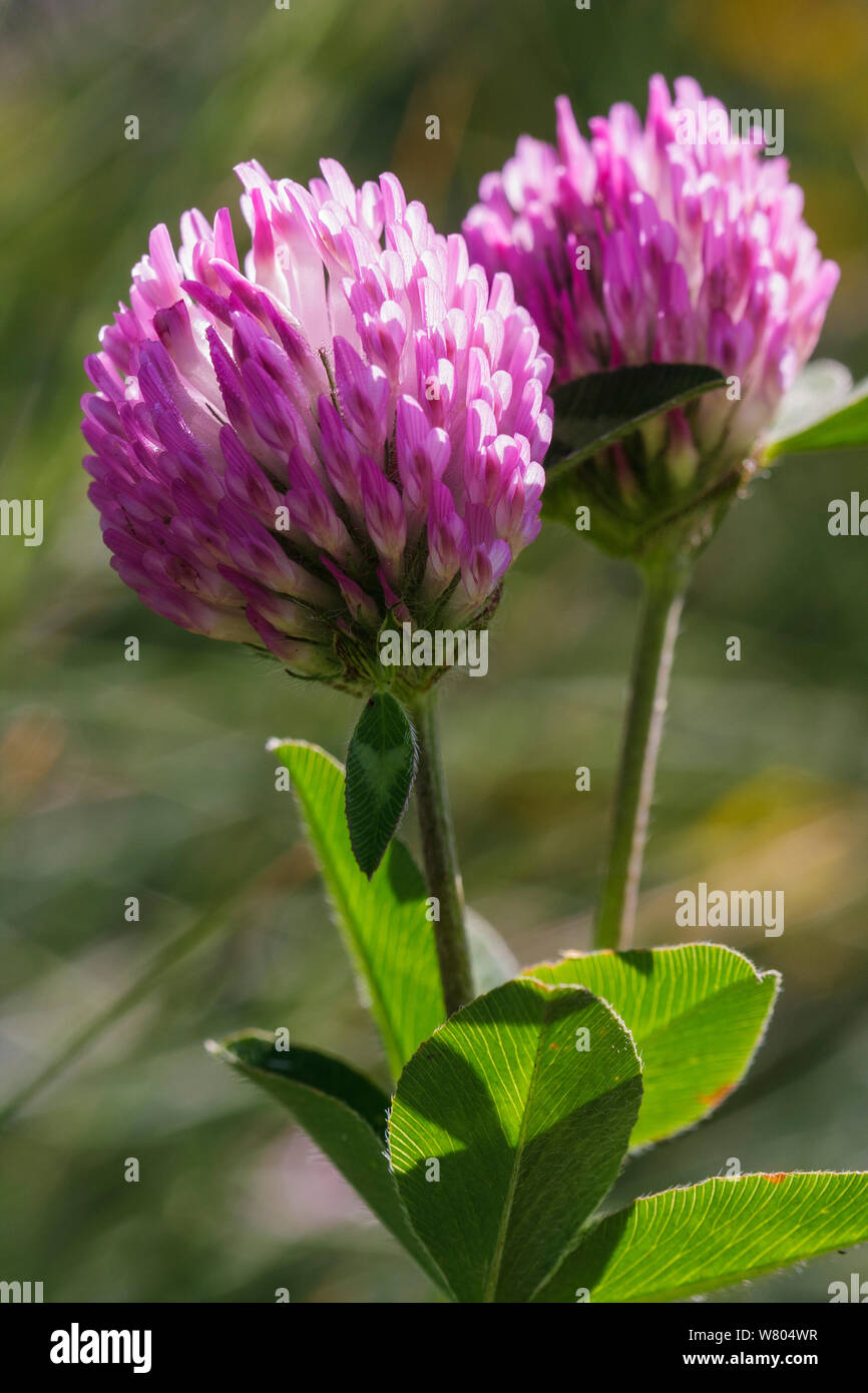 Pink Clover flower (Trifolium pratense) Salines Mountain Range Area of ...