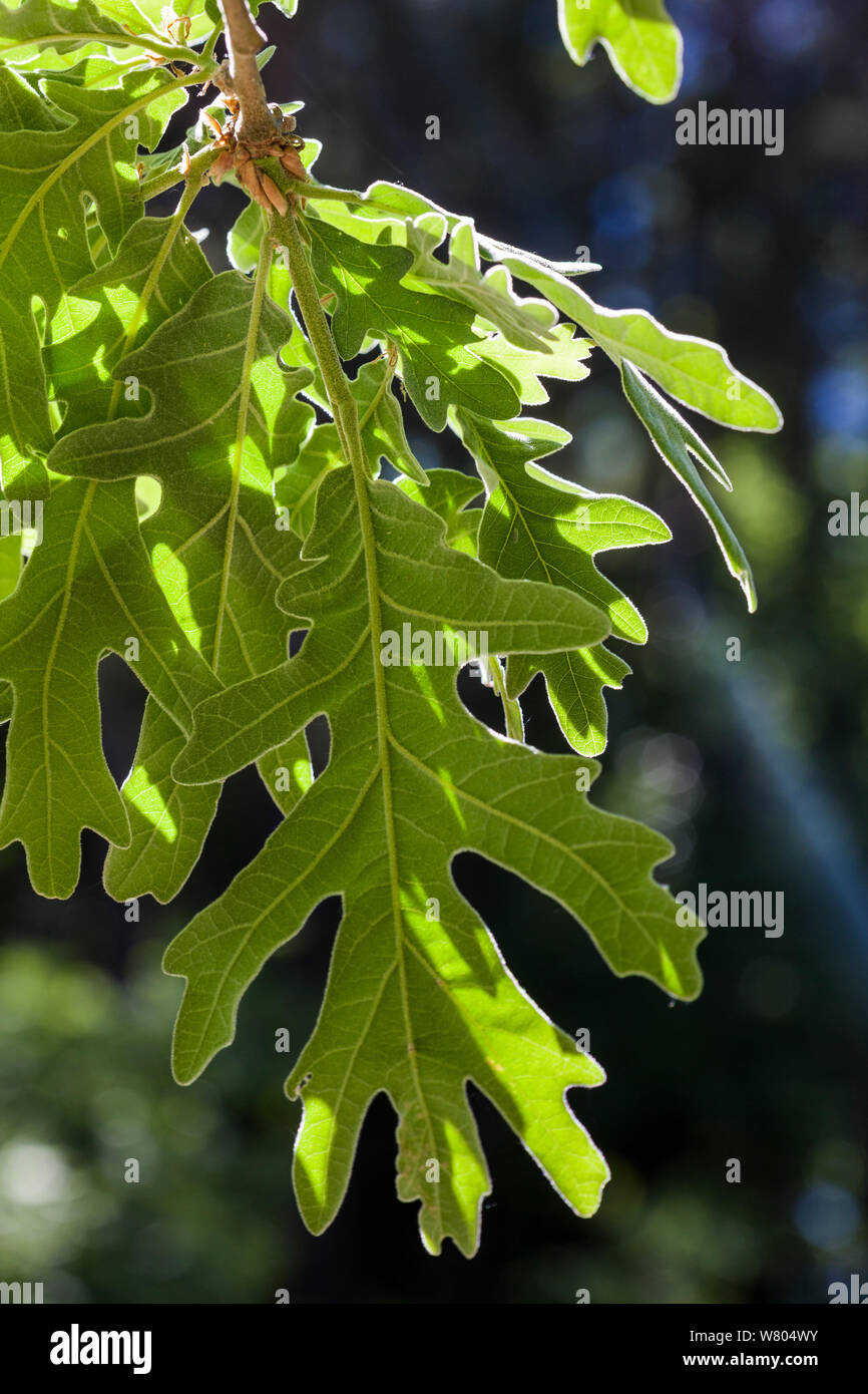 Quercus tauza hi-res stock photography and images - Alamy