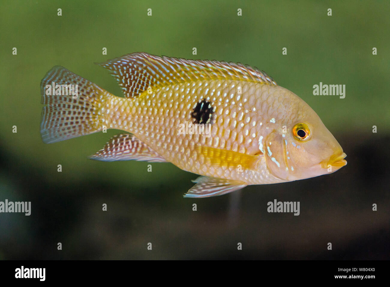 Pearl cichlid (Geophagus brasiliensis) captive, occurs in Brazil and ...