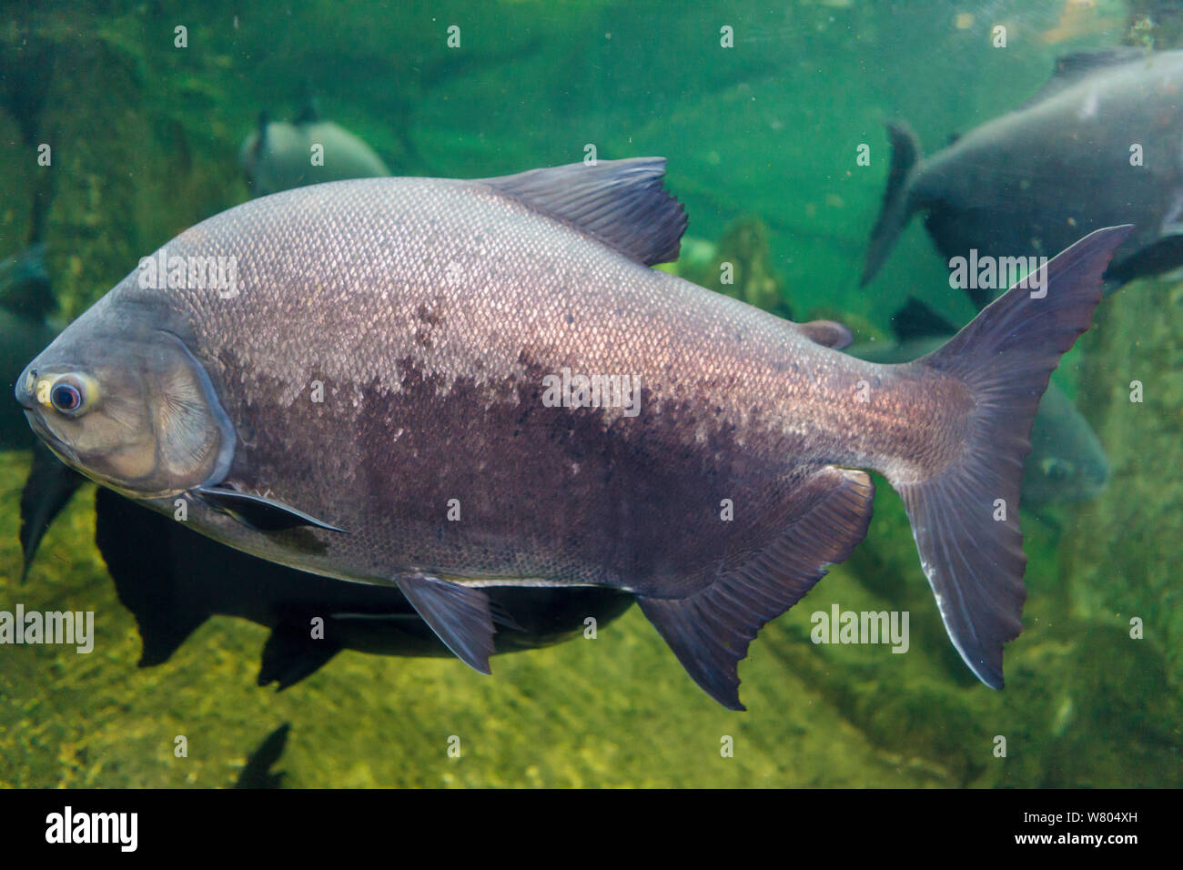 Blackfih pacu hi-res stock photography and images - Alamy