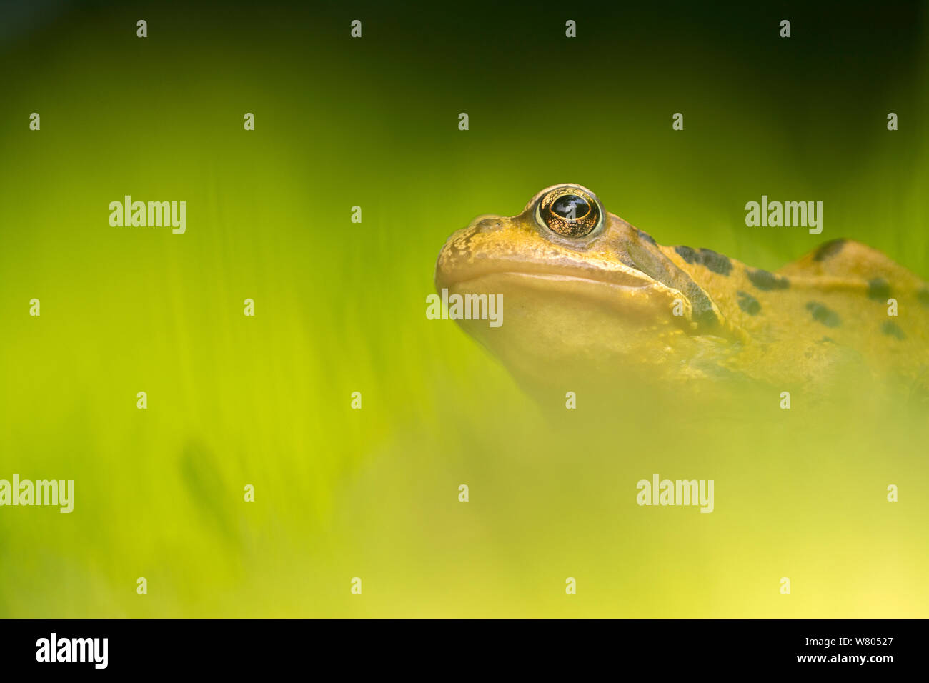 Common frog (Rana temporaria) portrait, Broxwater, Cornwall, UK. June ...