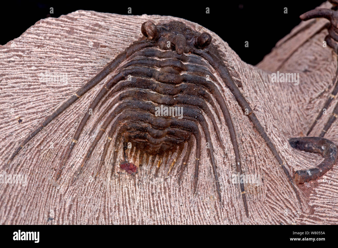Fossil trilobite (Kettneraspis sp) from Devonian period, Morocco Stock ...