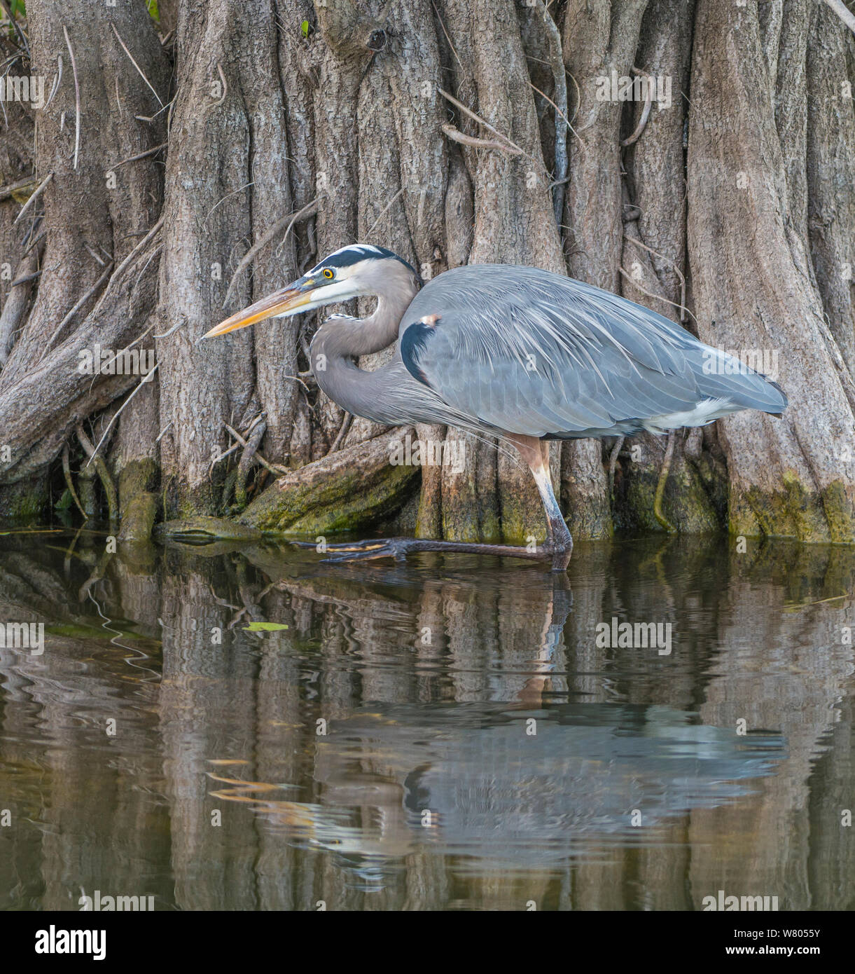 Great blue heron (Ardea herodias) in water, near to tree, Everglades ...