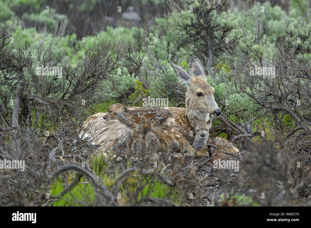 Mule deer (Odocoileus hemionus) mother with newborn twins. Yellowstone ...