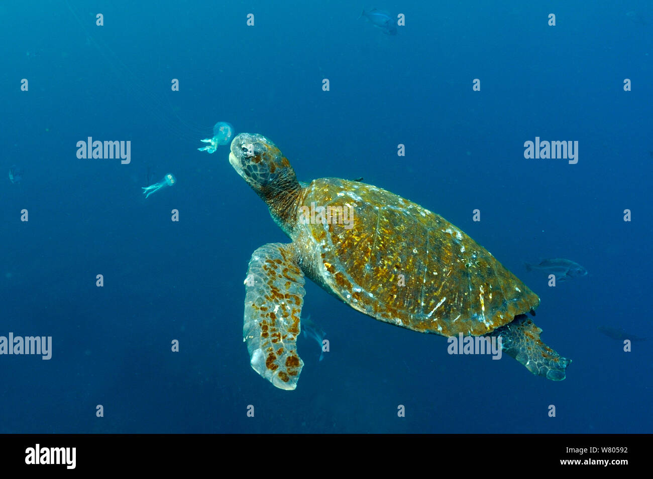 Turtle Eating Jellyfish