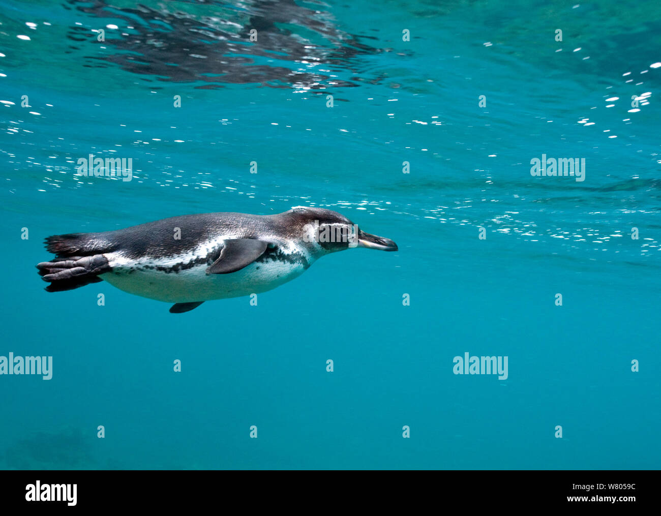 Diving bird species hi-res stock photography and images - Alamy