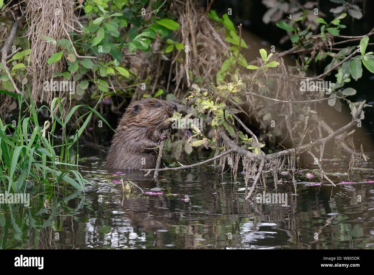 Castor fiber baby hi-res stock photography and images - Alamy