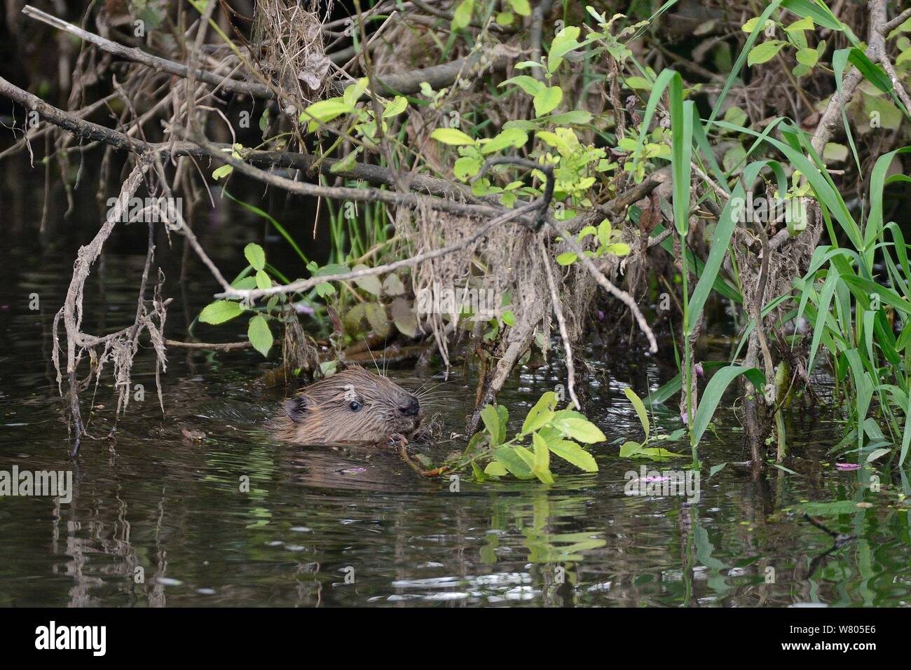 Mammal portraits hi-res stock photography and images - Alamy