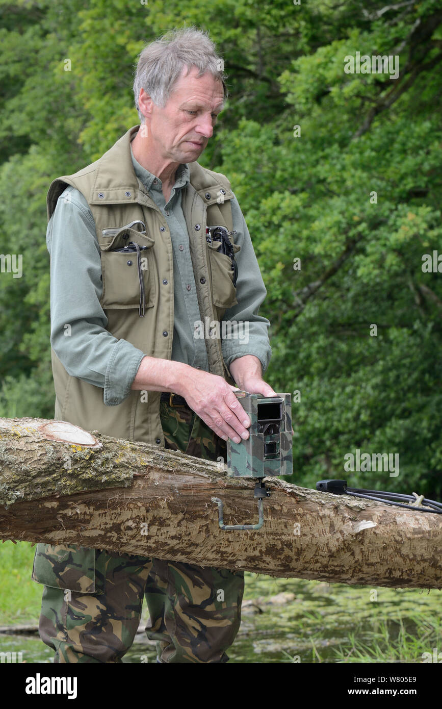Goat or pussy willow hi-res stock photography and images - Alamy