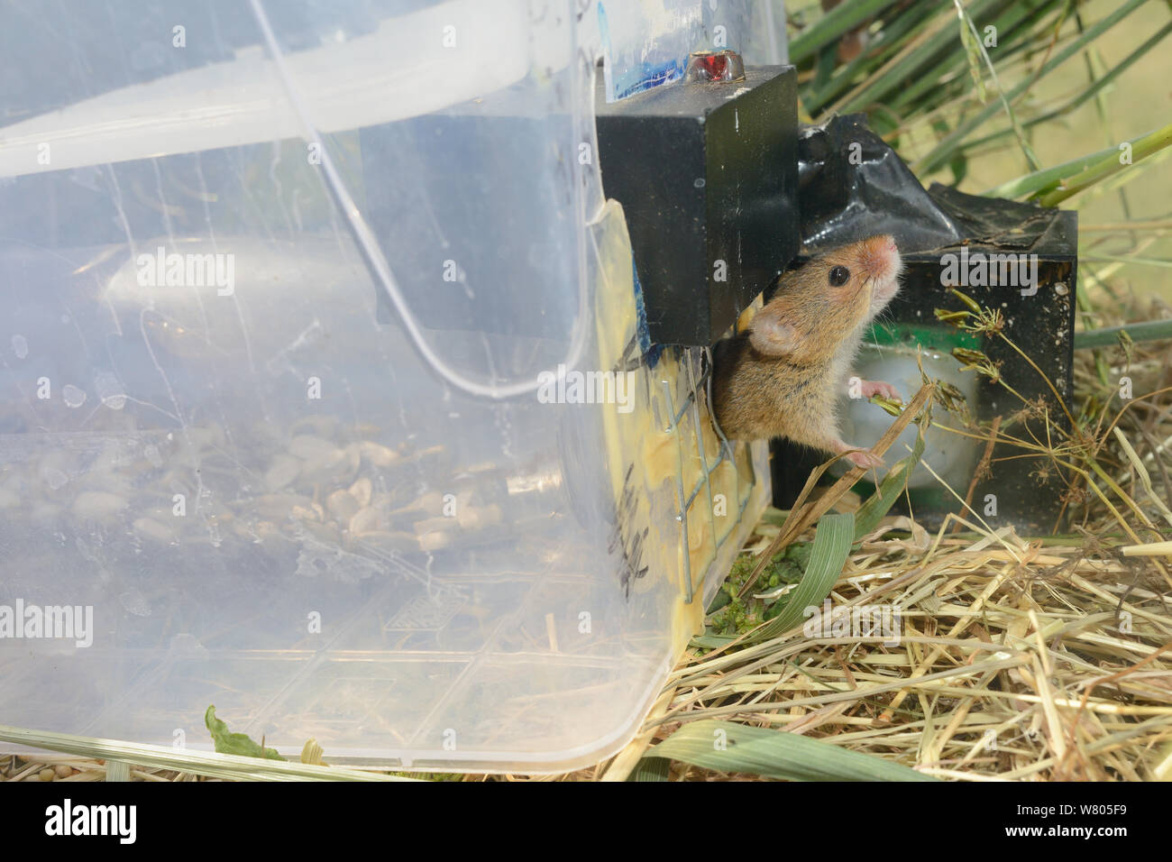 Microchipped Harvest mouse (Micromys minutus) leaving a grain feeding ...