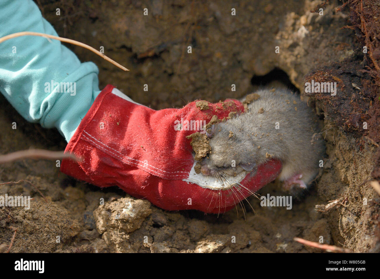 Edible doormouse hi-res stock photography and images - Alamy