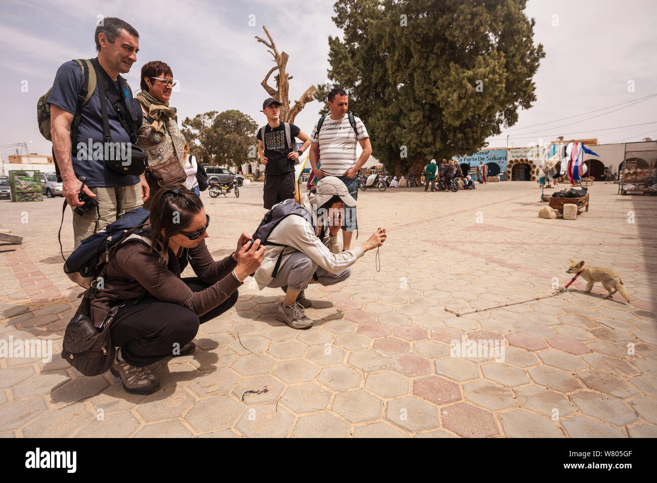 Fennec fox (Vulpes zerda) ‘Sultan’ tied up in front of a tourist shop ...