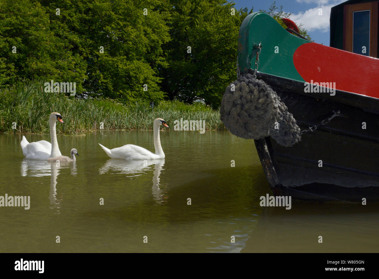 Swan canal boats hi-res stock photography and images - Alamy