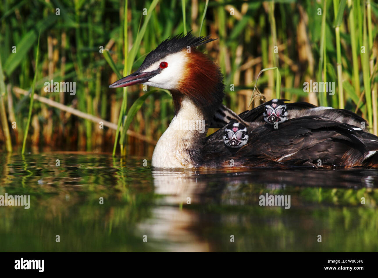 Great crested grebe (Podiceps cristatus) carrying two chicks on back ...