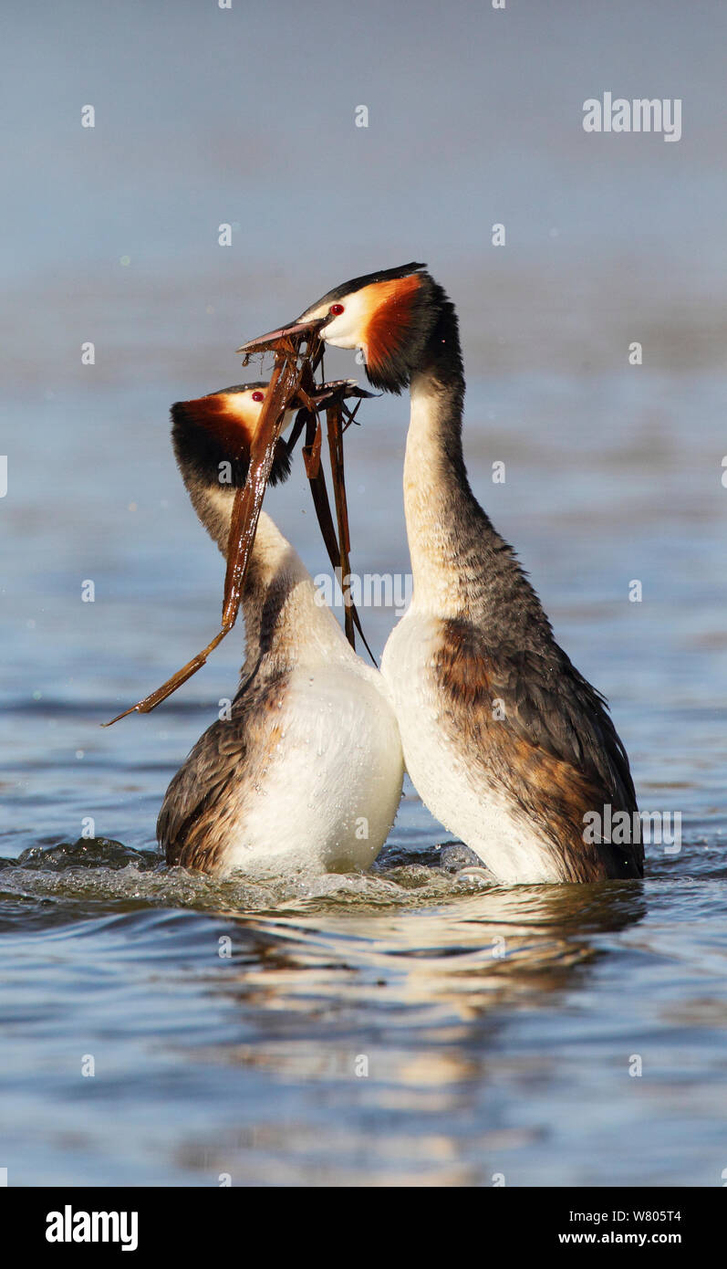 Great crested grebe (Podiceps cristatus) pair in 'weed dance' courtship ...