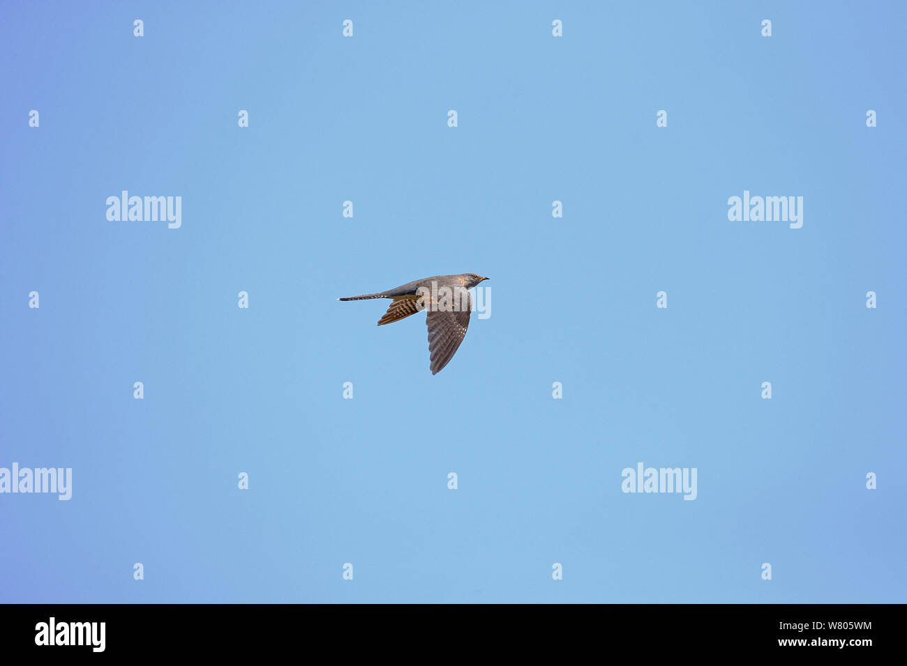 Cuckoo in flight hi-res stock photography and images - Alamy