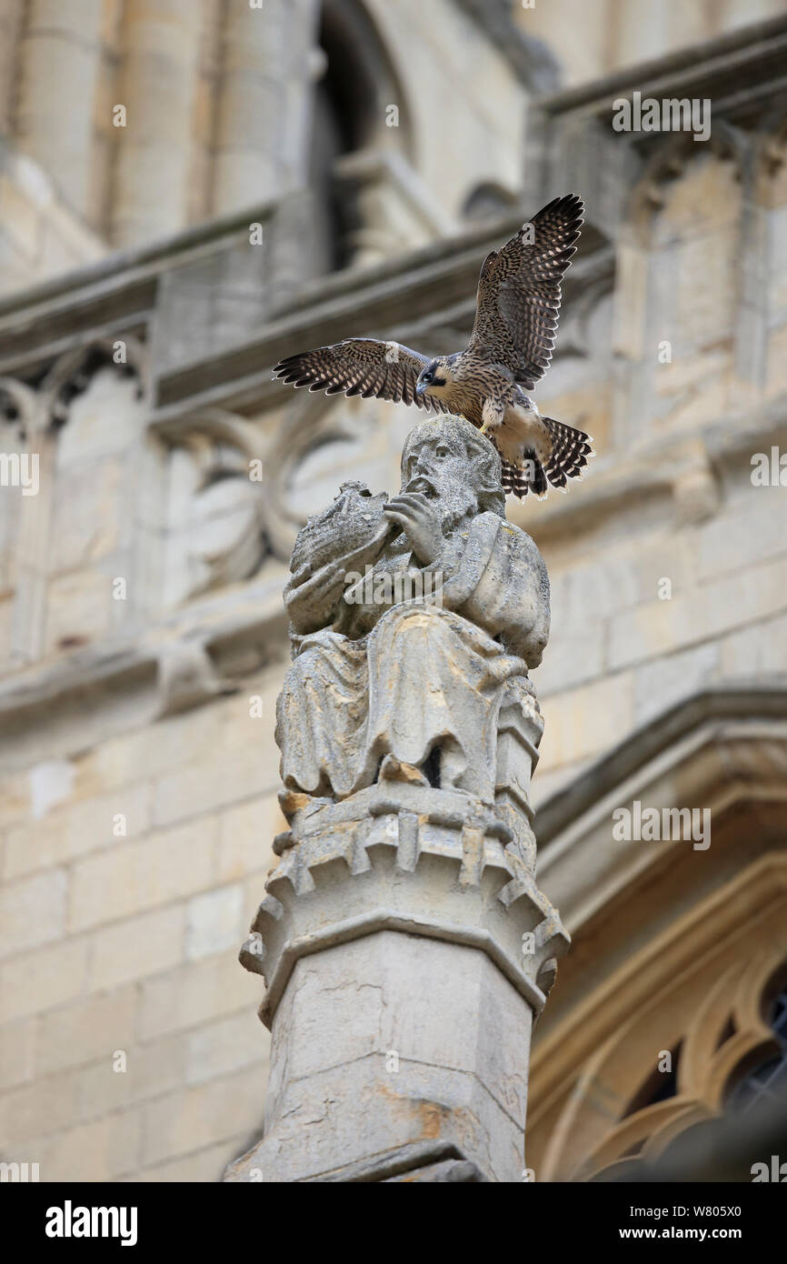 Peregrine falcon (Falco peregrinus) perched on statue at Norwich ...
