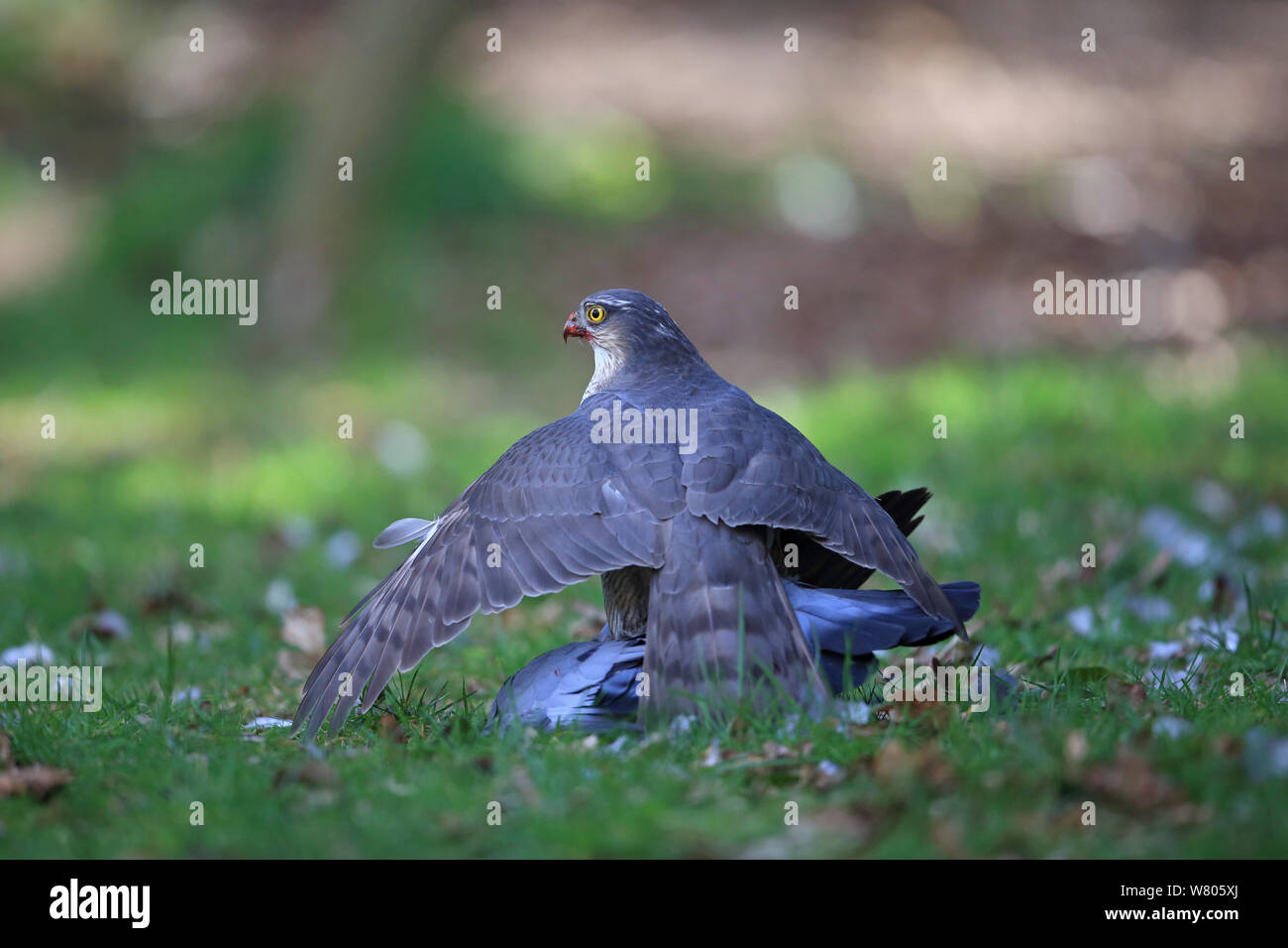 Mantling High Resolution Stock Photography and Images - Alamy