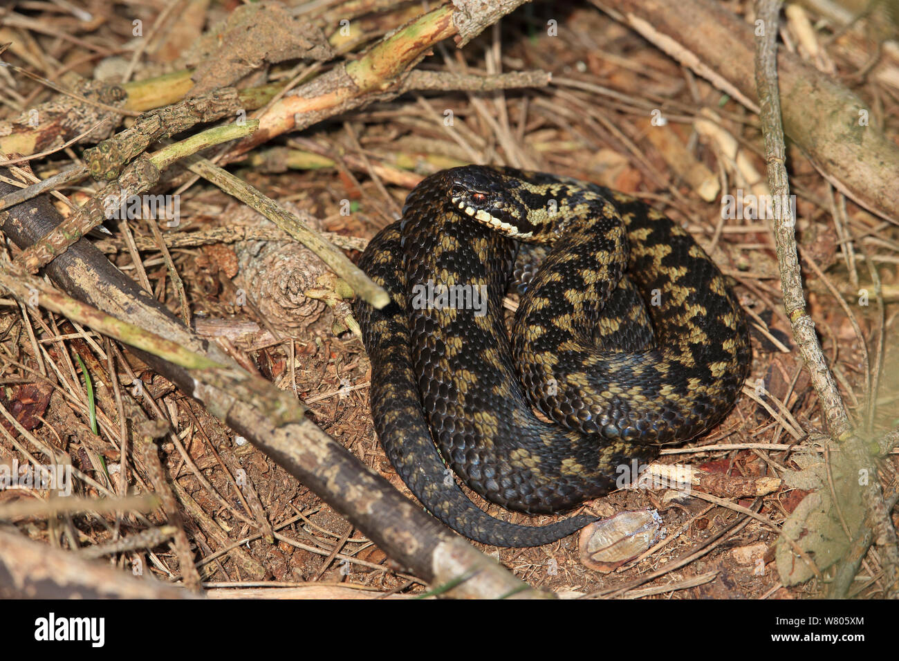Adder England High Resolution Stock Photography and Images - Alamy