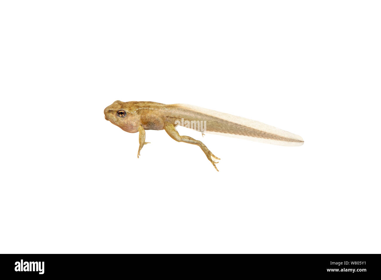 Life cycle of the frog hi-res stock photography and images - Alamy